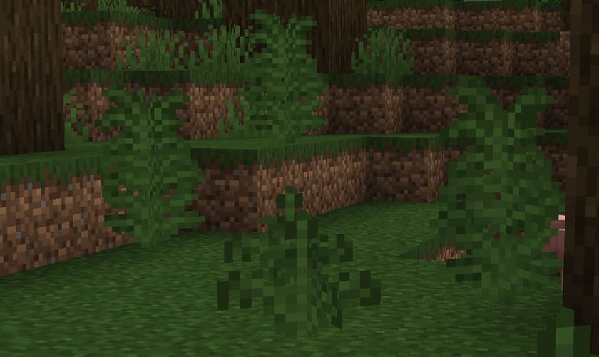 Fern in Minecraft
