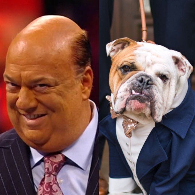 Jake Paul compares Paul Heyman to a bulldog