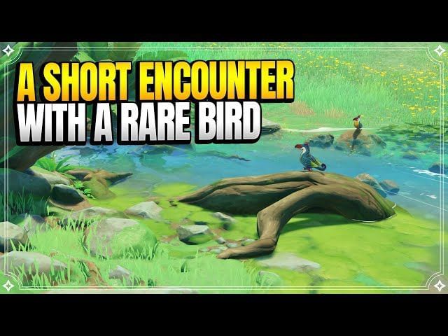 A Short Encounter with a Rare Bird: Genshin Impact hidden Sumeru quest ...