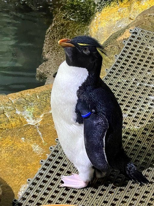 WWE legend The Rock reacted to a penguin species being named after him
