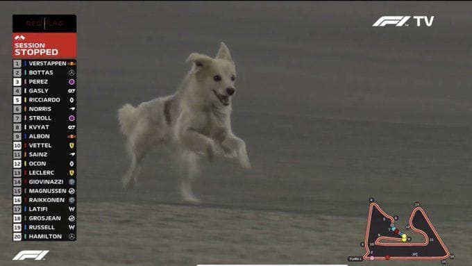 5 times animals disrupted F1 races