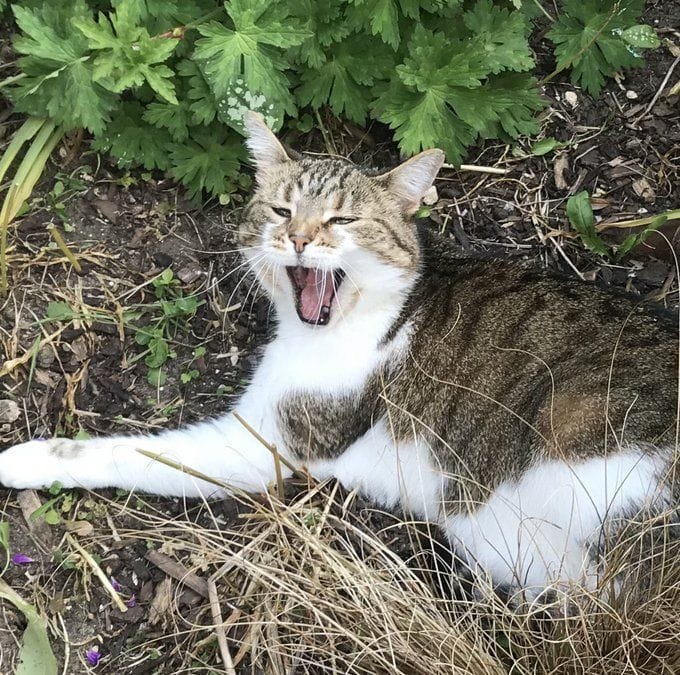 Who is Larry the cat? Feline trends on Twitter amid Boris Johnson's ...