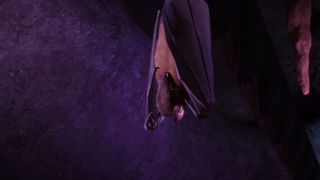 Planet Zoo Twilight Pack review: A spooky Halloween visits your park