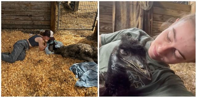 What happened to Emmanuel the Emu? Support pours in as TikTok sensation ...