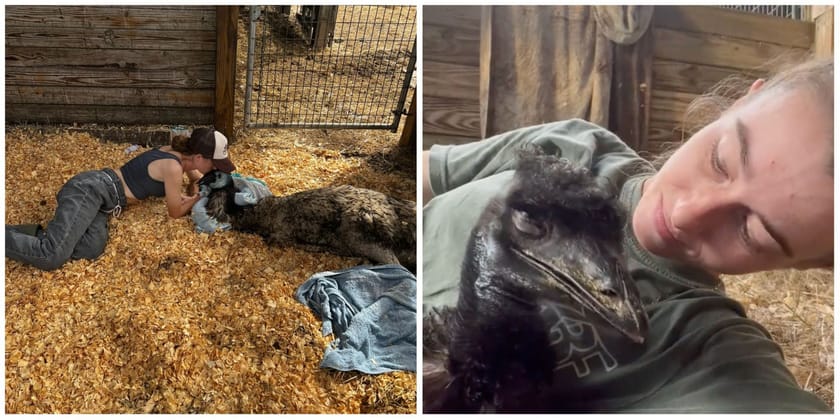 What happened to Emmanuel the Emu? Support pours in as TikTok sensation ...