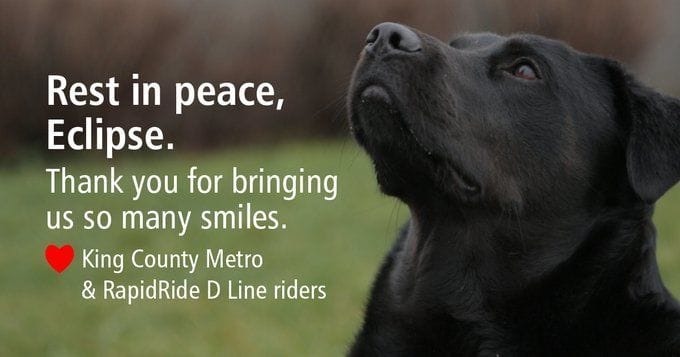 Who was Seattle’s bus-riding dog, Eclipse? Netizens mourn the death of ...