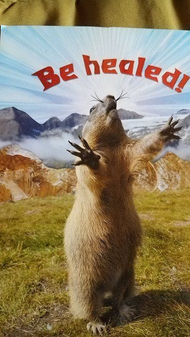 What happened to Emmanuel the Emu? Support pours in as TikTok sensation ...