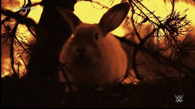 5 subtle connections former WWE Superstar Bray Wyatt and the White ...