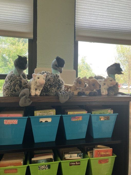 What happened to Emmanuel the Emu? Support pours in as TikTok sensation ...