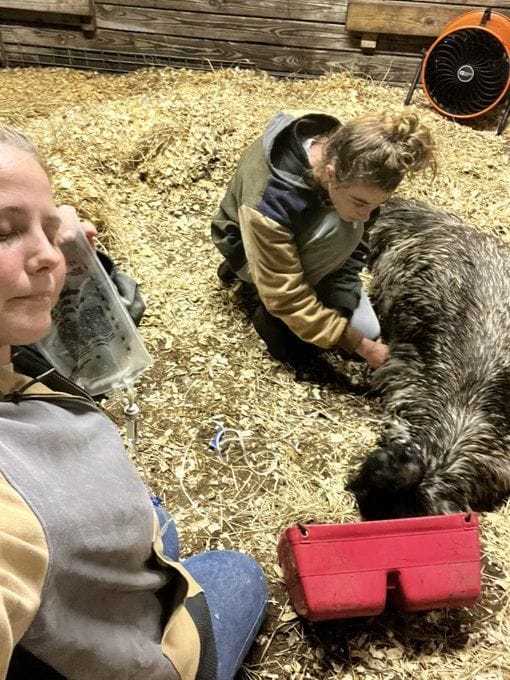 What happened to Emmanuel the Emu? Support pours in as TikTok sensation ...