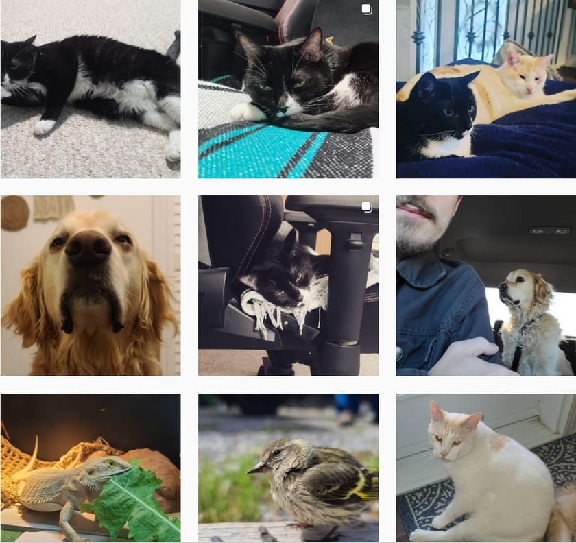 How much is SpyCakes's Net Worth as of 2022?