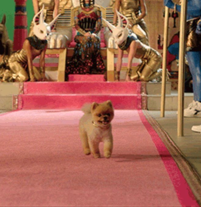 How old is JiffPom? Rumors of the beloved pomeranian’s death spread ...