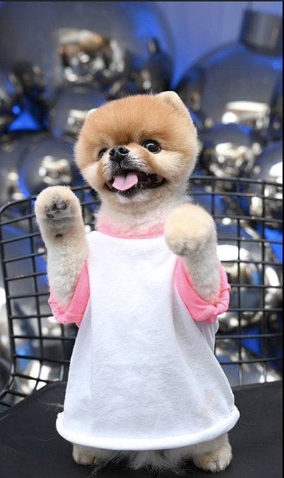 How old is JiffPom? Rumors of the beloved pomeranian’s death spread ...