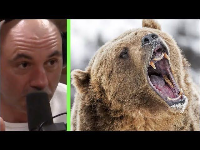 Joe Rogan polar bear story: When the UFC commentator shared a ...