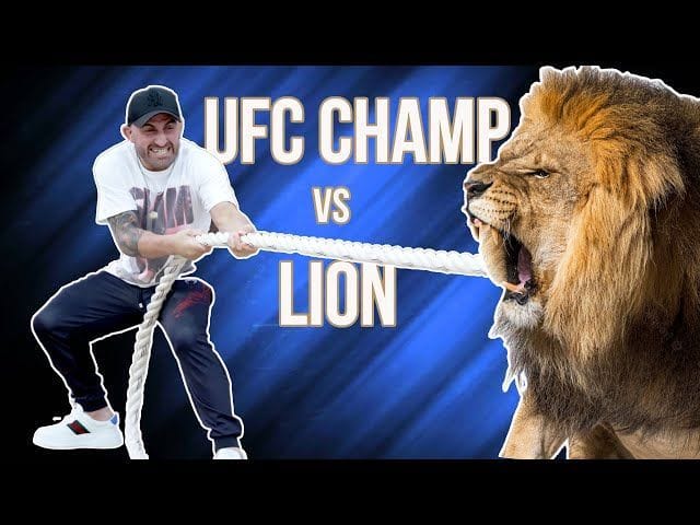 Watch: UFC Champion Alexander Volkanovski battles a lion in tug of war ...