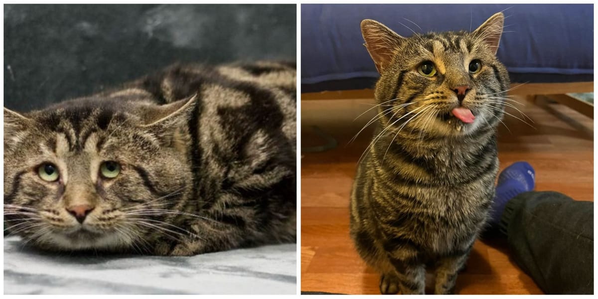 Who is depressed cat Fishtopher? Netizens in a frenzy after viral ...