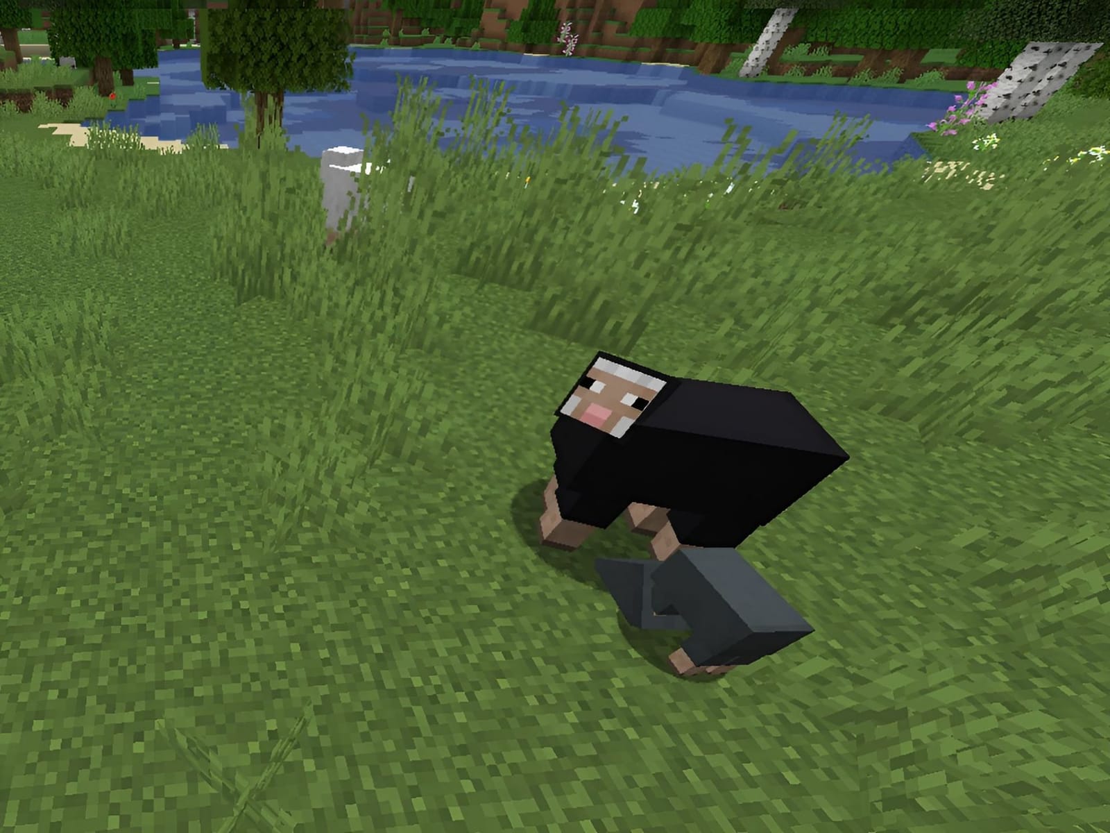 What are the rarest sheep colors in Minecraft?