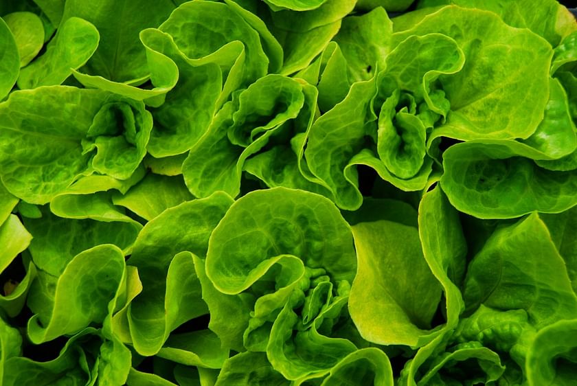 5-best-diabetic-friendly-foods