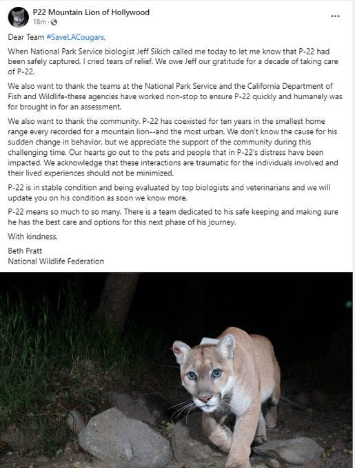 P-22: How old is P-22? Mountain lion captured in Hollywood Hills after ...