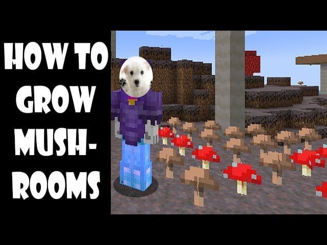 How to grow and use mushrooms in Minecraft
