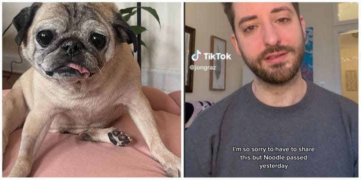 What happened to Noodle the Pug? TikTok sensation known for 'Bones or ...