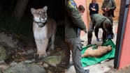 P 22 How Old Is P 22 Mountain Lion Captured In Hollywood Hills After 