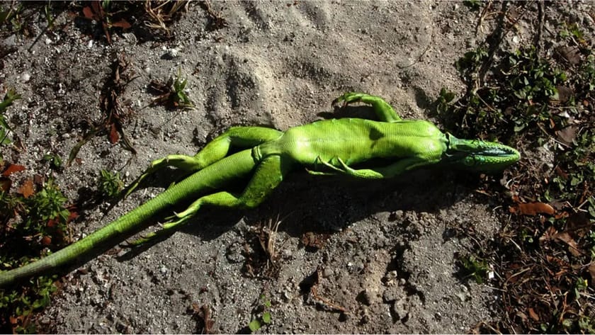 Can iguanas live in cold weather? Reptiles fall in Florida on Christmas ...