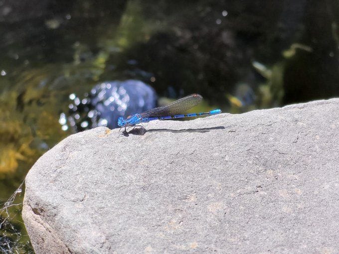 Where to find Damselfly in Animal Crossing: New Horizons