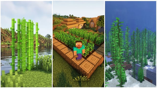 Top 5 crops worth farming in Minecraft
