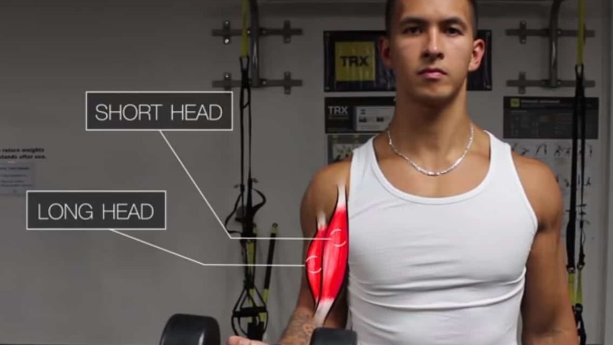 Bicep Muscles: Anatomy, Functions and Workouts