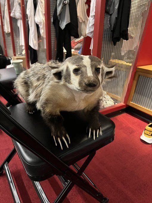 NFL world demands JJ Watt adopt badger gifted to him by fan