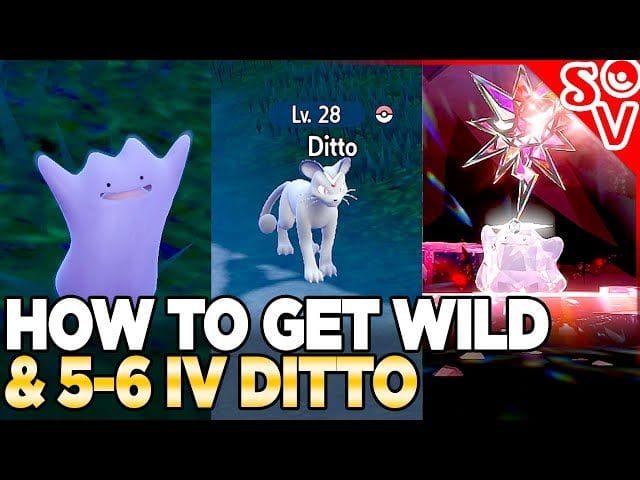How to obtain 6IV Dittos for breeding in Pokemon Scarlet and Violet