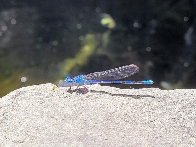 Where to find Damselfly in Animal Crossing: New Horizons