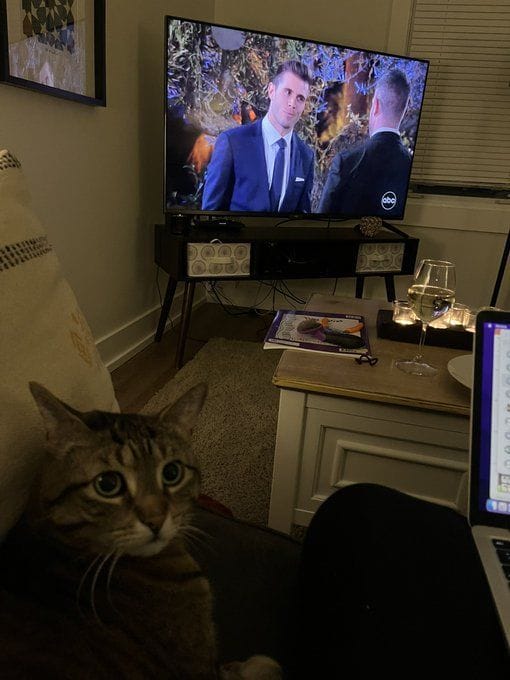 “Zach is boring”: The Bachelor fans react to Zach Shallcross ...