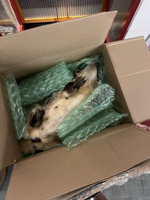 NFL world demands JJ Watt adopt badger gifted to him by fan