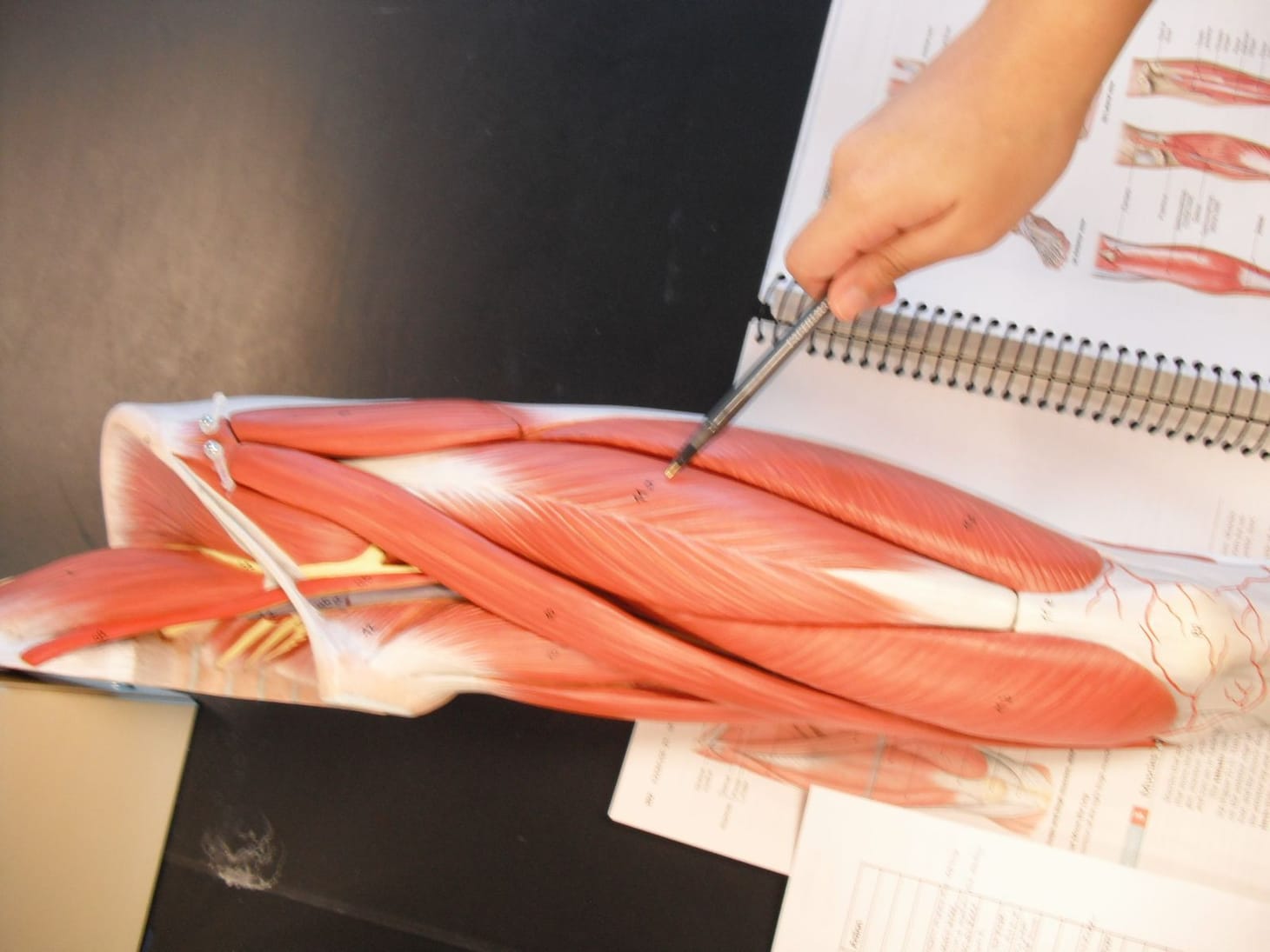 Rectus Femoris Muscle: Anatomy, Location, and Functions Performed by It