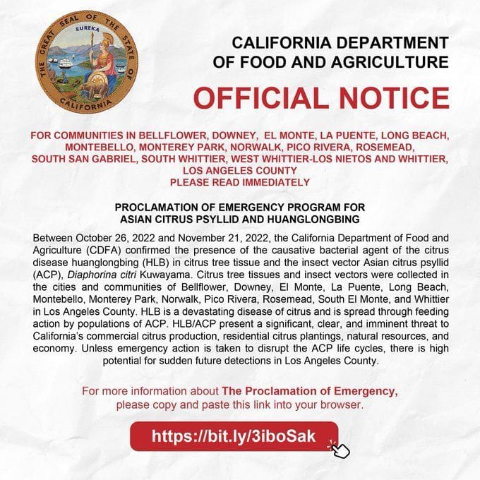 How are psyllids affecting California’s citrus trees? Details explored ...