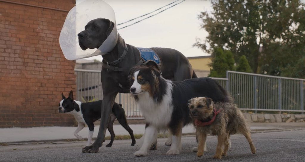 ''A dog movie for adults?'': Netizens puzzled over new Jamie Foxx film ...