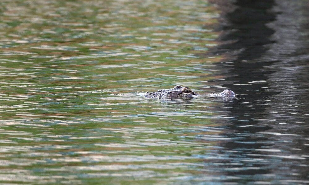 "Home to Jurassic Park" - Visuals of giant alligator at Florida golf ...