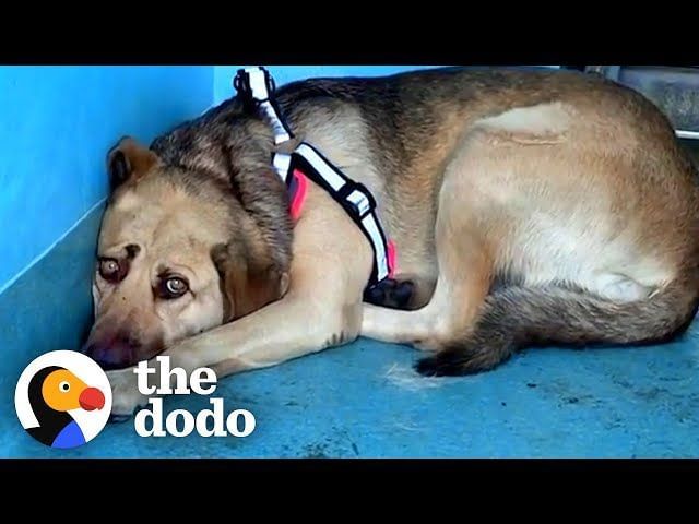 WATCH: Netizens melt as rescue dog holds new owner’s hand in ...
