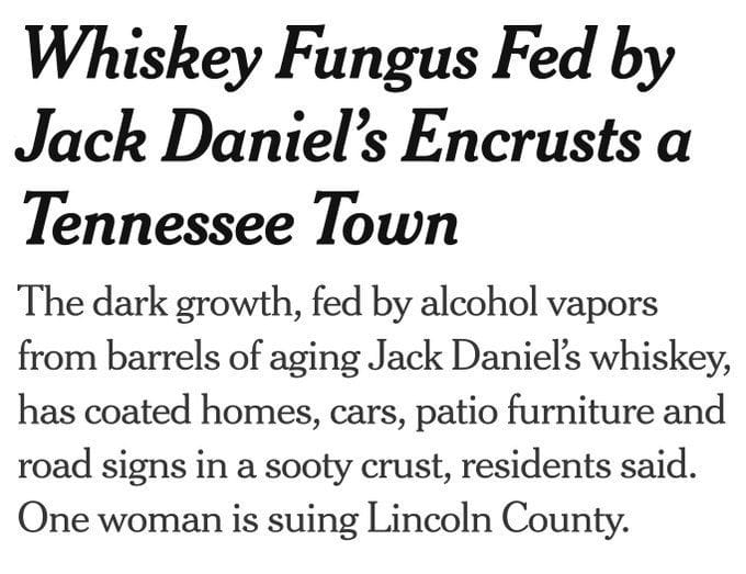 What is Whiskey Fungus? Dangers explored as Jack Daniels project halted ...