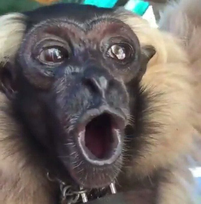 "Can't wait to try it out" - Fans react to announcement of Shroud's ...