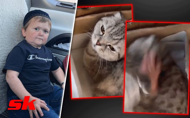 Hasbulla abuses cat: Did Hasbulla abuse his cat? Netizens left furious ...