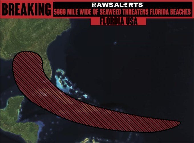 Is sargassum dangerous? Massive seaweed blobs in Florida leads to daily ...
