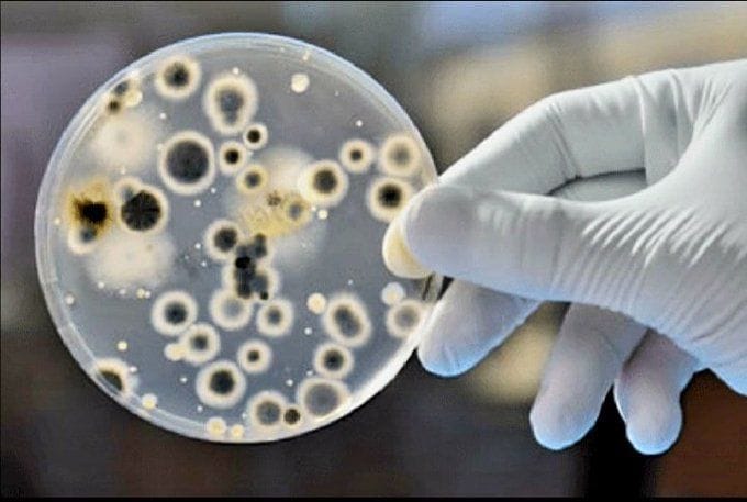 What is Candida auris? Symptoms explored as CDC issues warning about ...