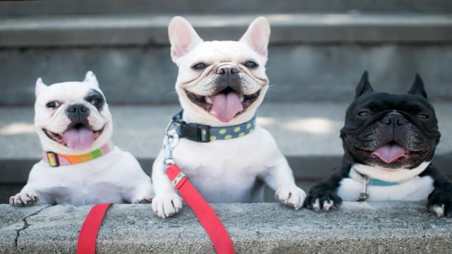 How expensive is a French bulldog? Life expectancy and temperament ...