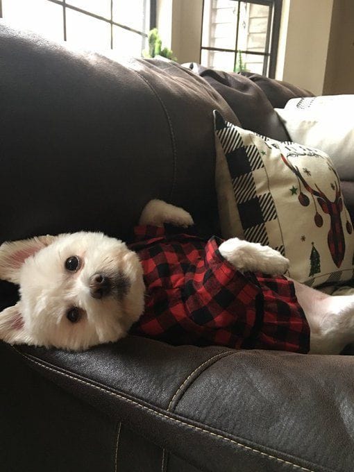 Andrew Tate dog: Caught in the act: Fans destroy Andrew Tate for ...