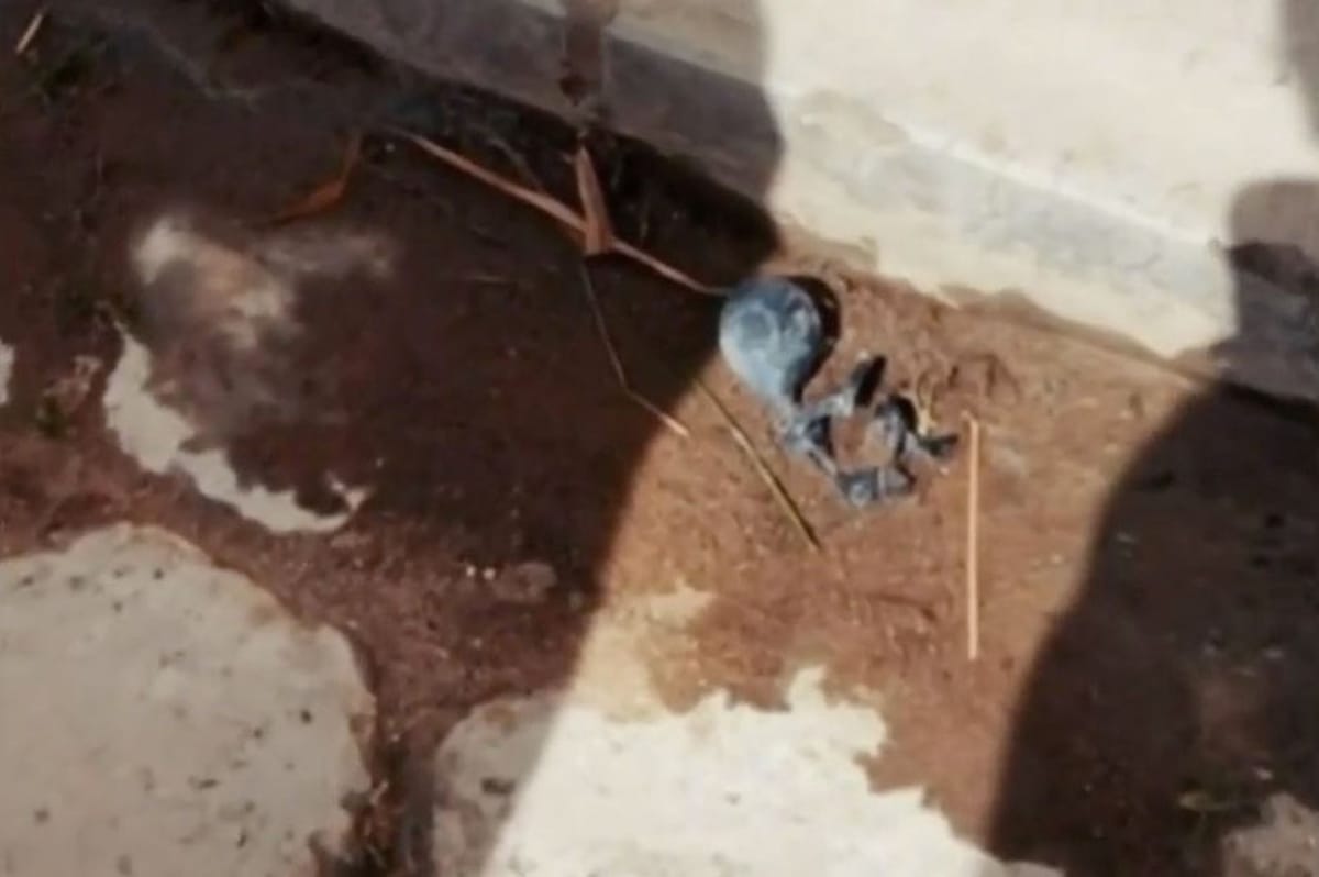 "From the quantum realm": Video of dead alien found in Bolivia goes viral