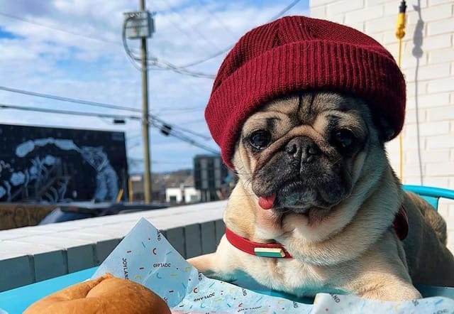 Doug The Pug's Profile, Net Worth, Age, Height, Relationships, FAQs