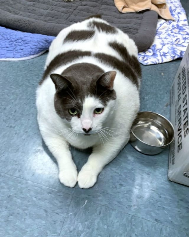 cat: "What a chonk": Netizens rejoice as 40-pound cat Patches adopted ...